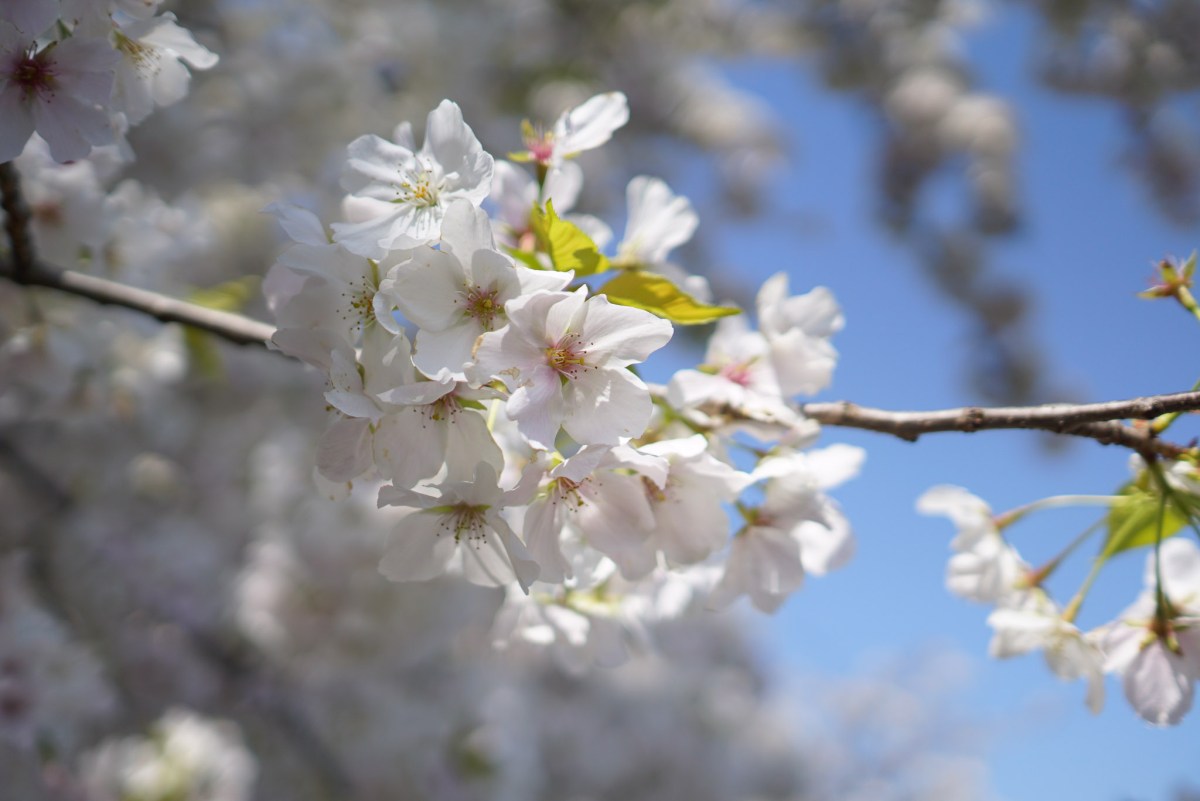 Tokyo – Overworked. Underfed.